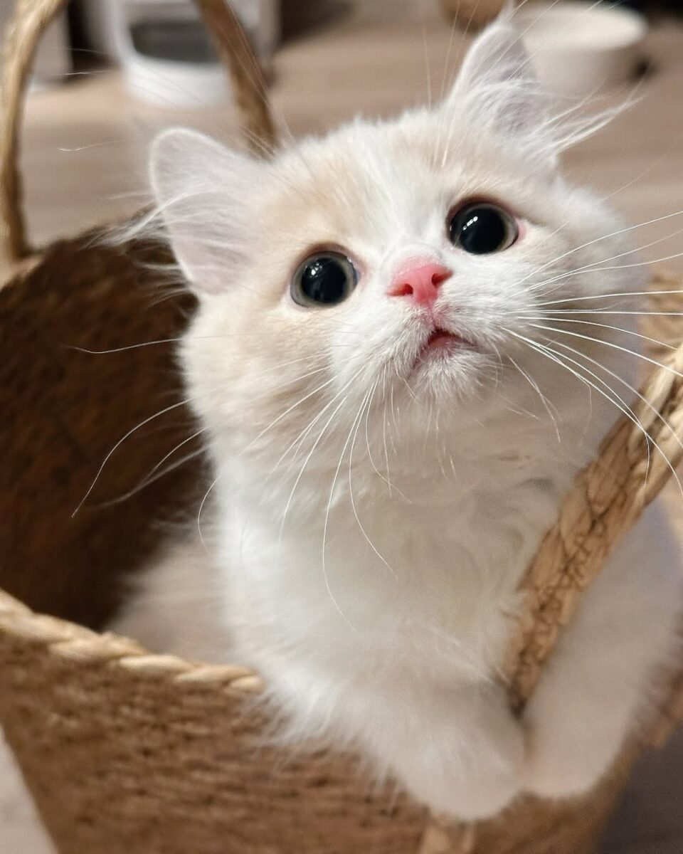 10 Stunning Blonde Cat Breeds You’ll Fall in Love With