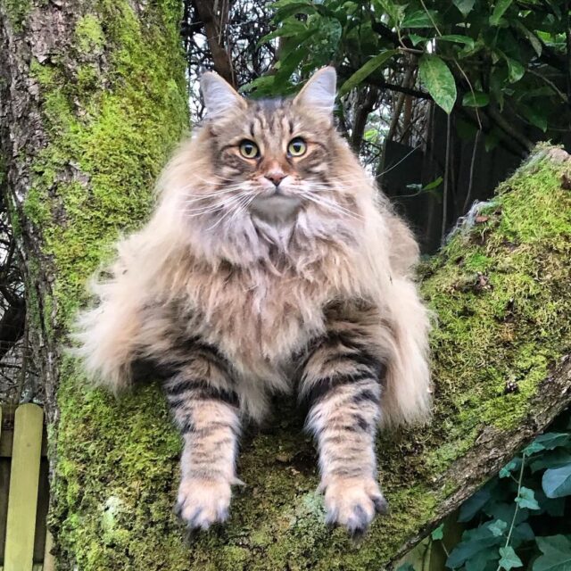 These are the 11 Strongest Cat Breeds in the World