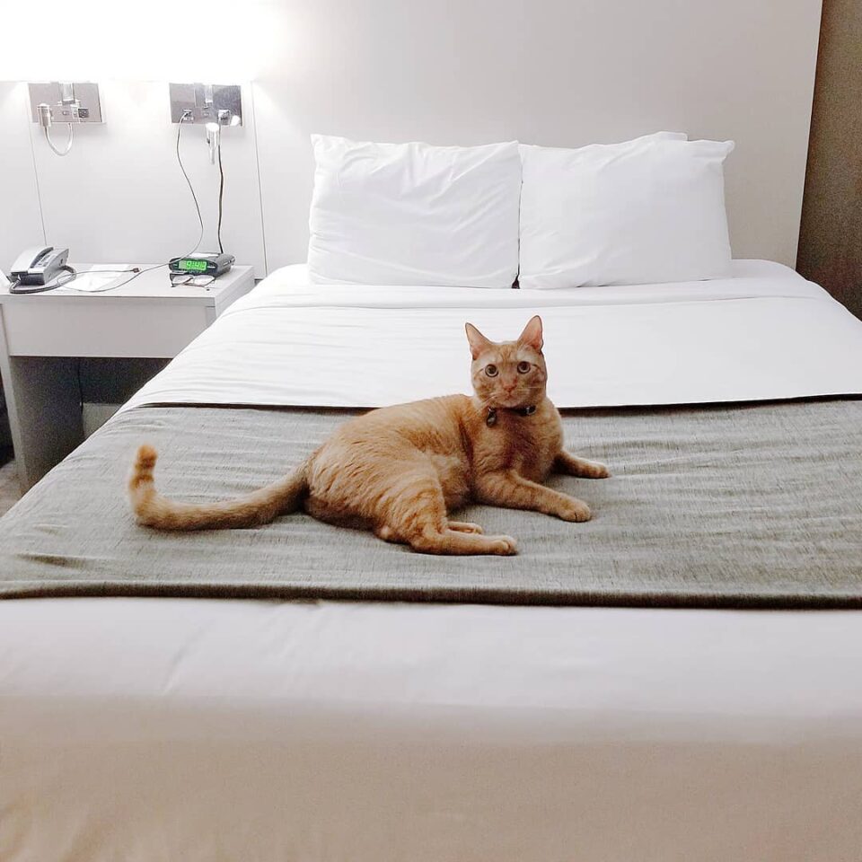 The Ultimate Guide to 14 Cat-Friendly Destinations You’ll Love