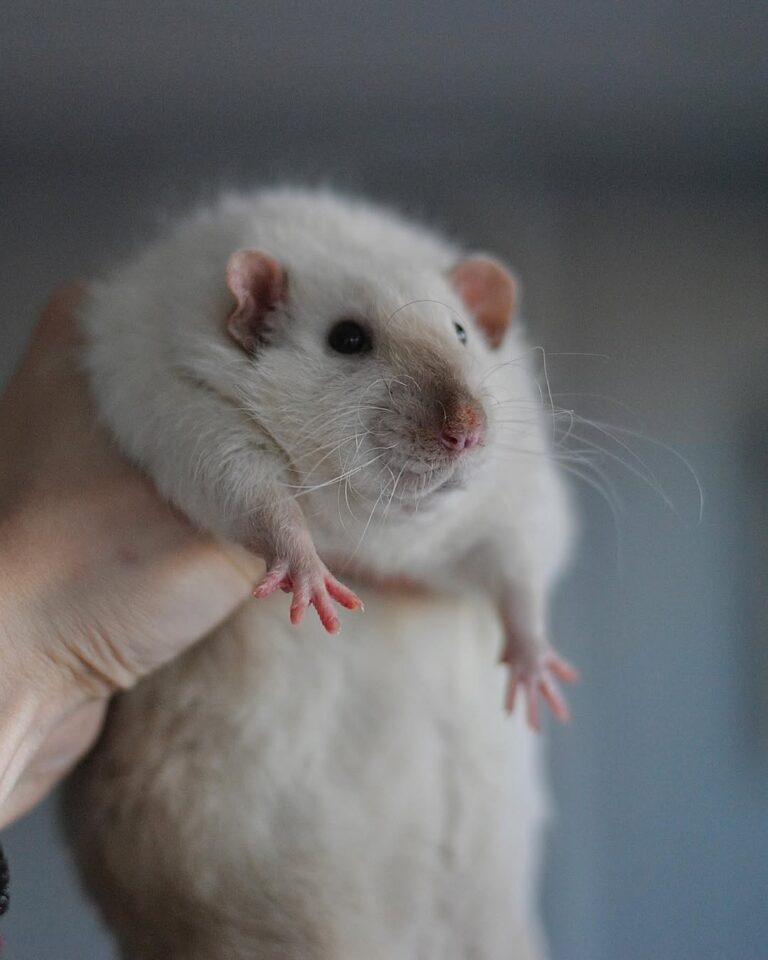 The 12 Most Surprising Animals with Extraordinary Night Vision