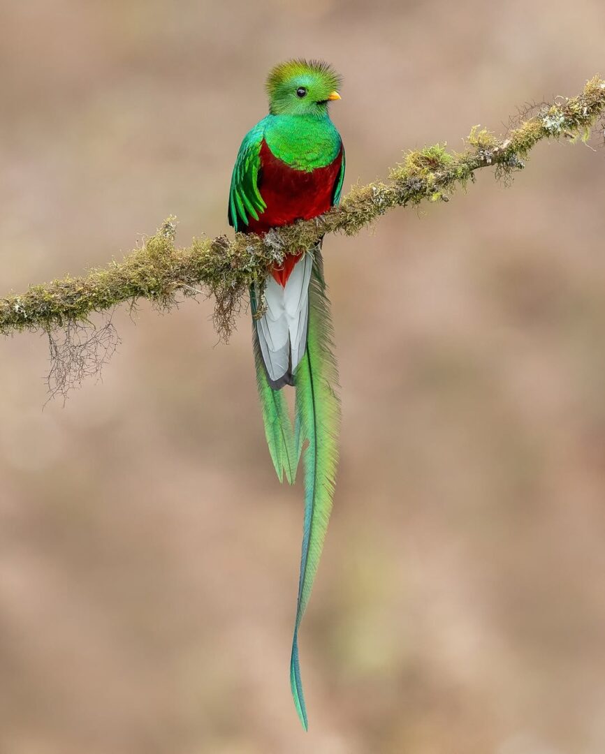 Meet the Birds With the Most Colorful Feathers You've Ever Seen
