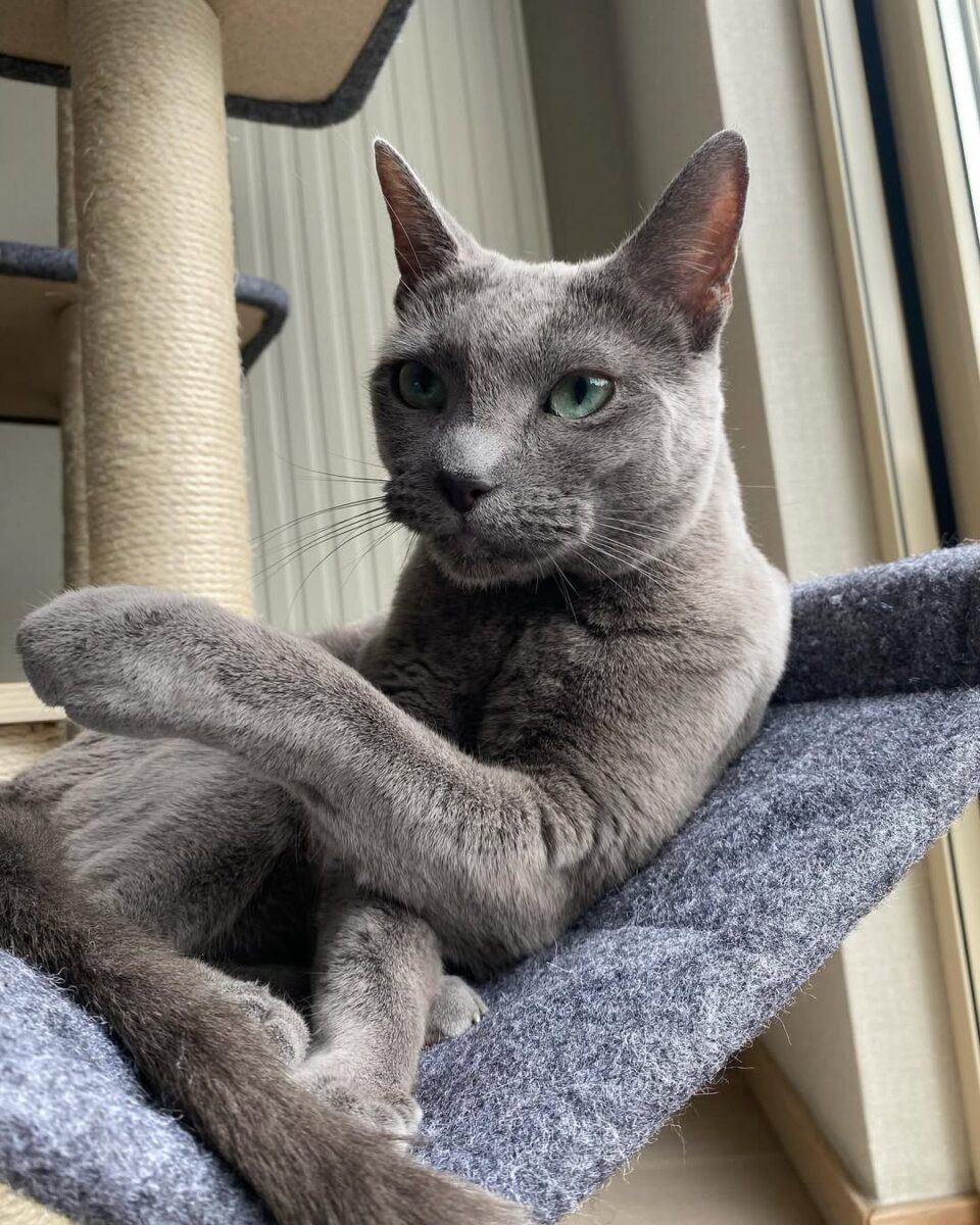 9 Fascinating Cat Breeds That Are Equal Parts Sass and Charm