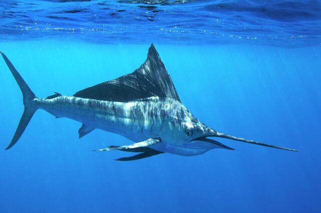 Meet the 10 Fastest Fish in the Ocean, Ranked from Quick to Lightning Fast