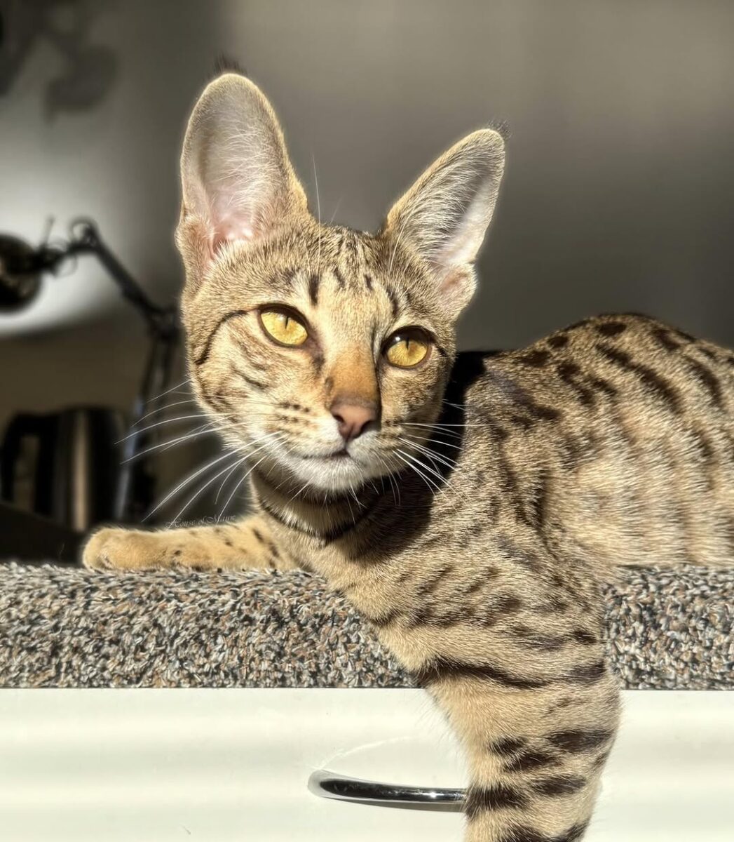 These are the 11 Strongest Cat Breeds in the World