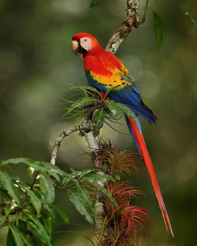 Meet the Birds With the Most Colorful Feathers You've Ever Seen