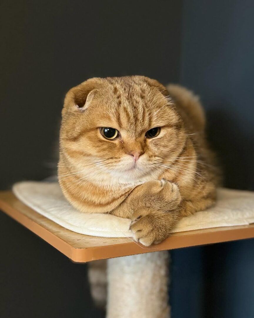 10 Orange Cat Breeds That Will Steal Your Heart