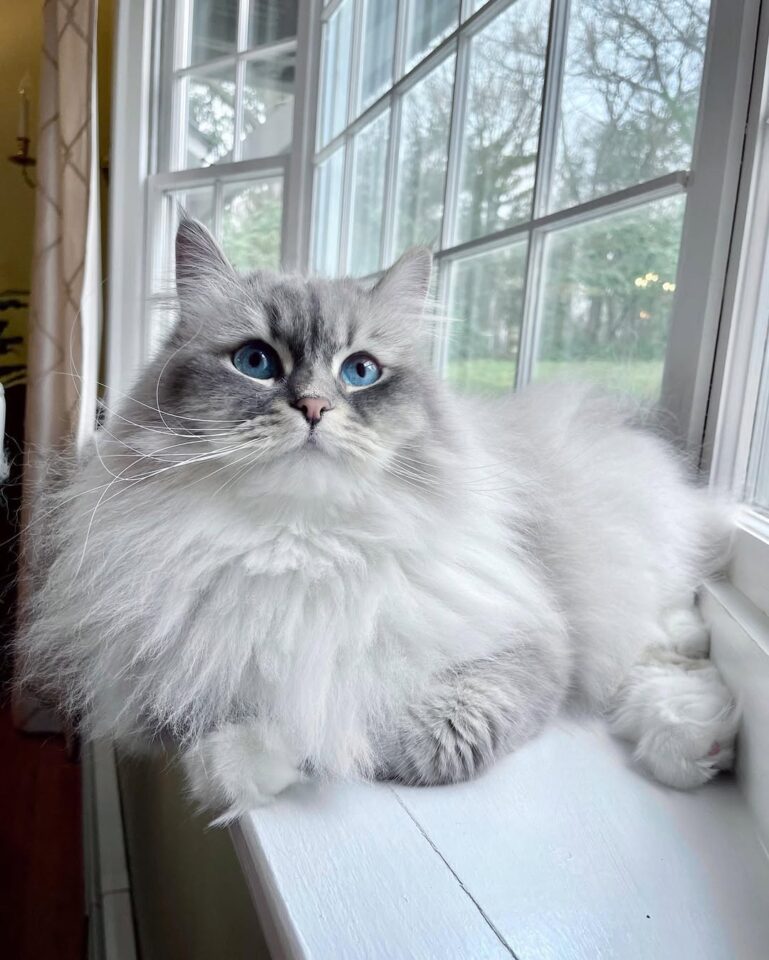These are the 11 Strongest Cat Breeds in the World