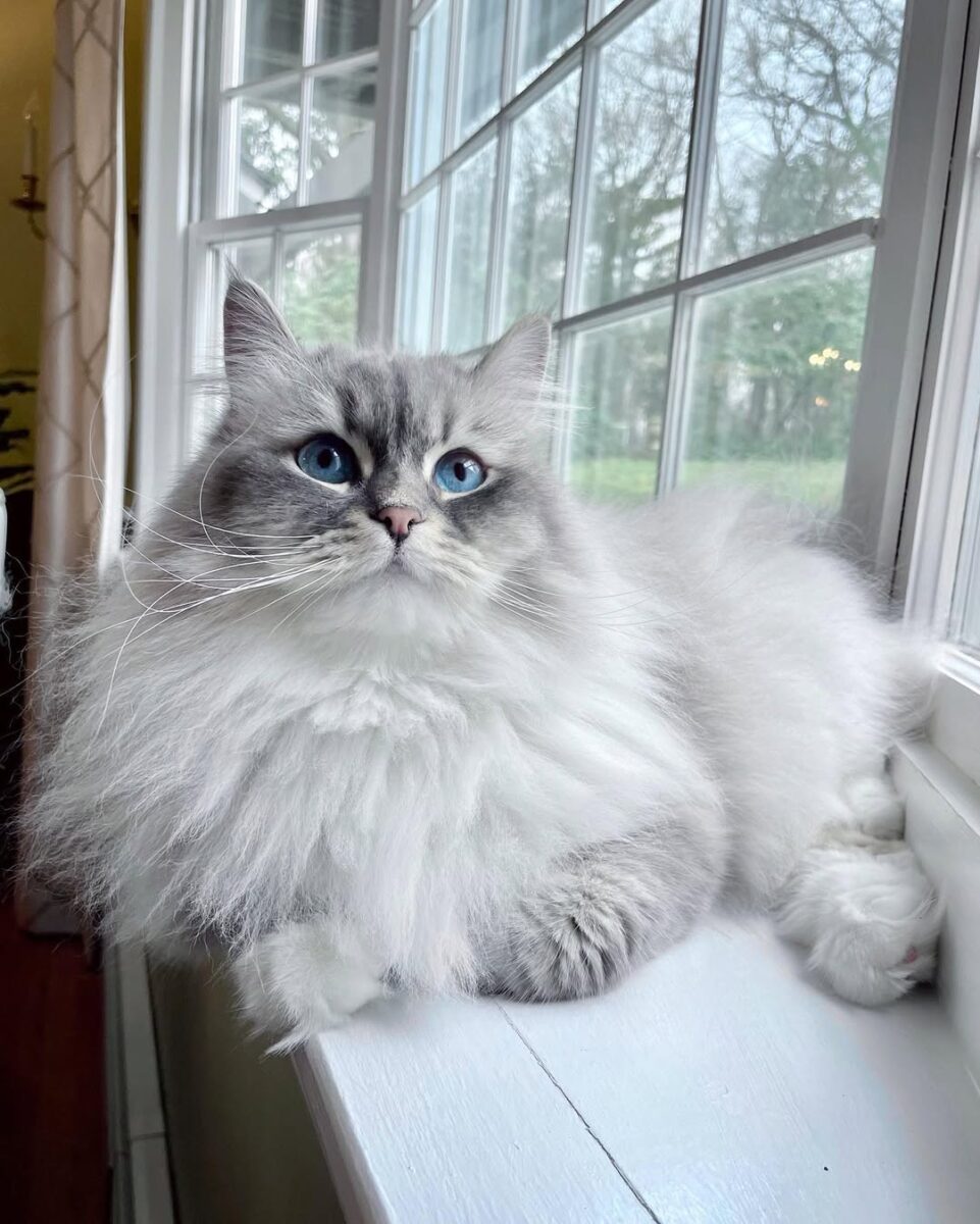 These are the 11 Strongest Cat Breeds in the World