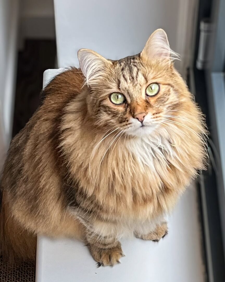 10 Orange Cat Breeds That Will Steal Your Heart