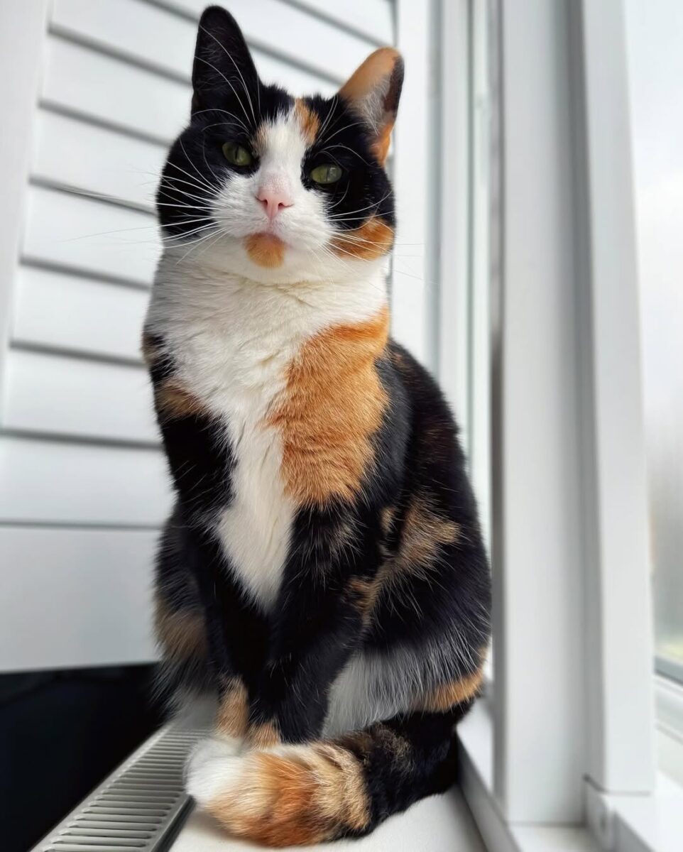Discover the 12 Unique Tabby Cat Colors, Ranked from Rarest to Most Common
