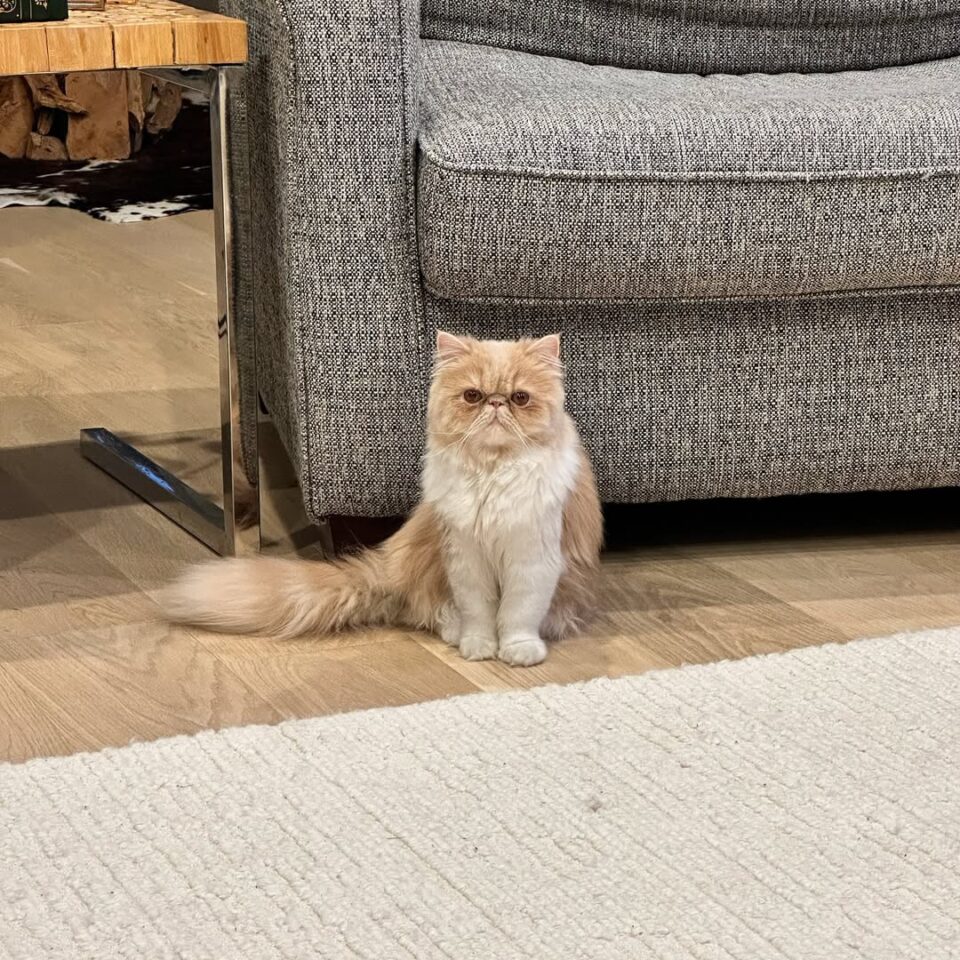 Discover the 12 Unique Tabby Cat Colors, Ranked from Rarest to Most Common