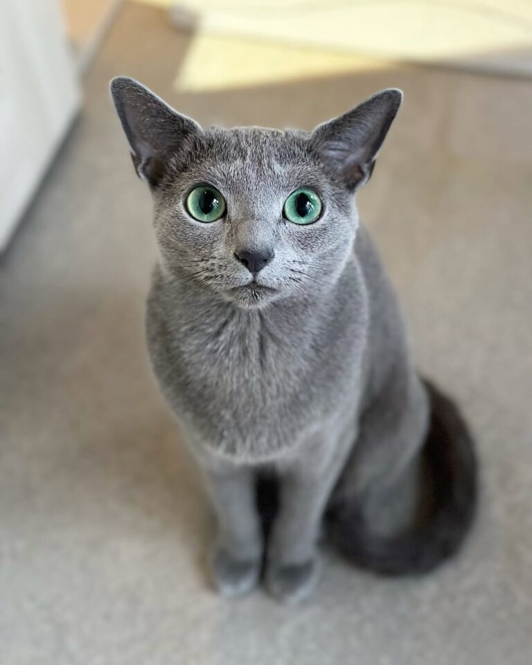 Discover the 12 Unique Tabby Cat Colors, Ranked from Rarest to Most Common