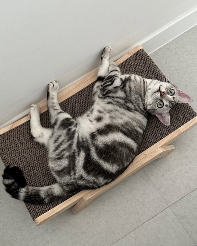 Discover the 12 Unique Tabby Cat Colors, Ranked from Rarest to Most Common