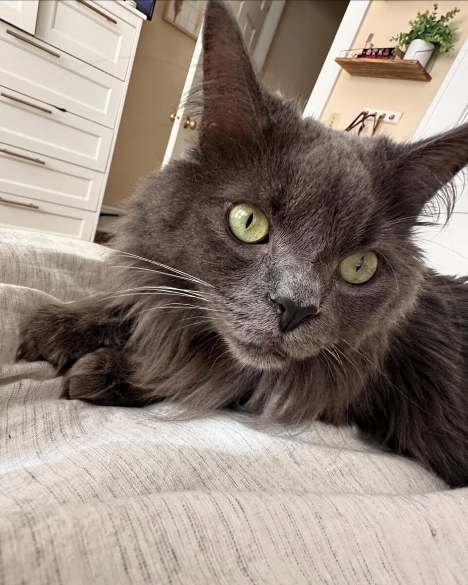 Meet 13 Grey Cat Breeds That Are Pure Purr-fection!