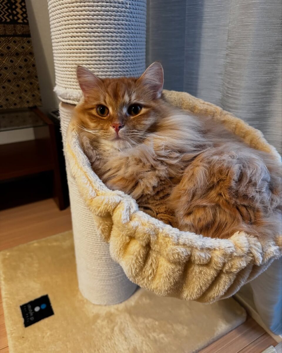 Discover the 12 Unique Tabby Cat Colors, Ranked from Rarest to Most Common