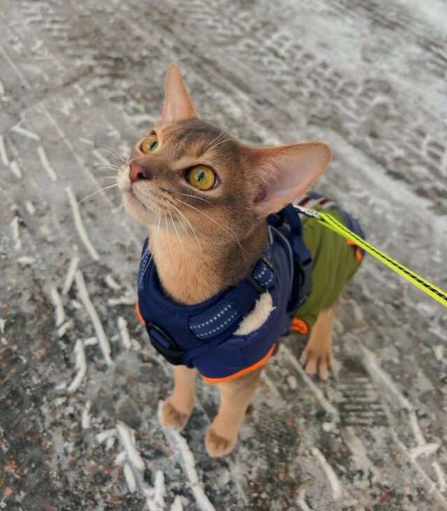Discover the 12 Unique Tabby Cat Colors, Ranked from Rarest to Most Common