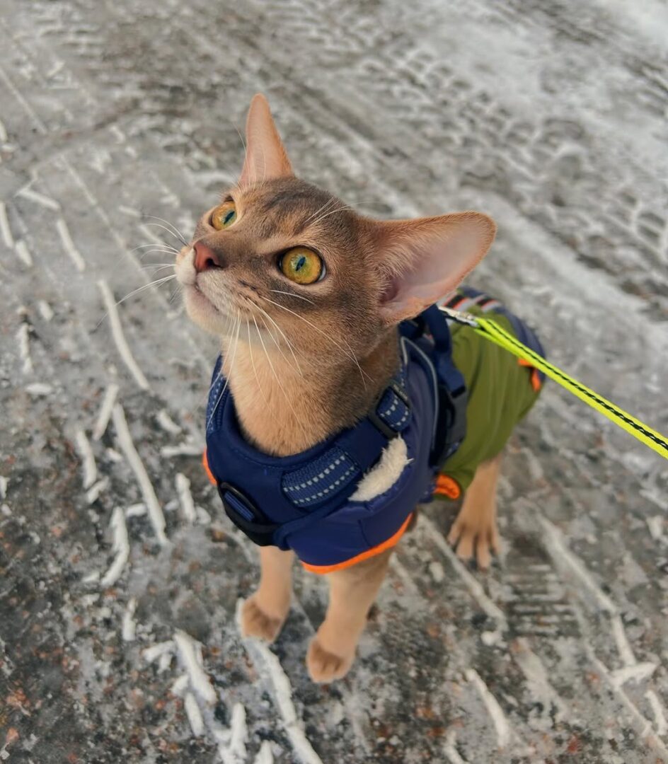 Discover the 12 Unique Tabby Cat Colors, Ranked from Rarest to Most Common