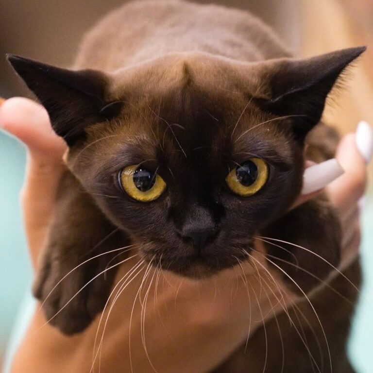 Discover the 12 Unique Tabby Cat Colors, Ranked from Rarest to Most Common