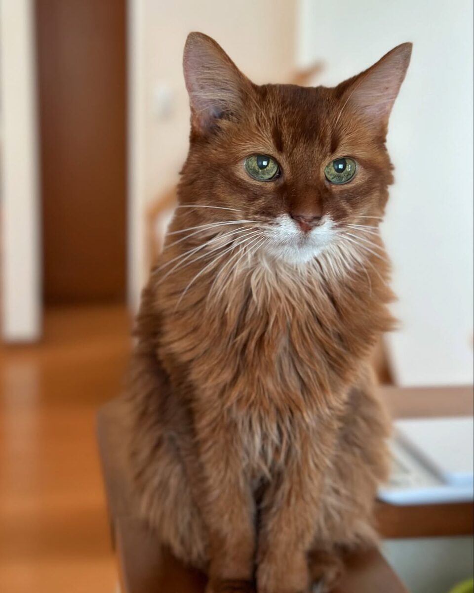10 Orange Cat Breeds That Will Steal Your Heart