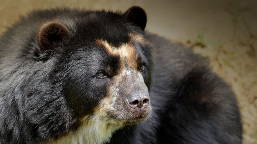 A Definitive Ranking of the 9 Most Dangerous Bears in the World