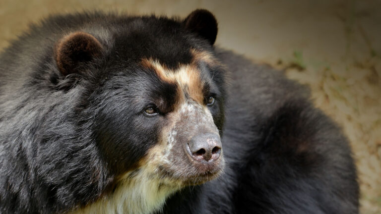 A Definitive Ranking of the 9 Most Dangerous Bears in the World