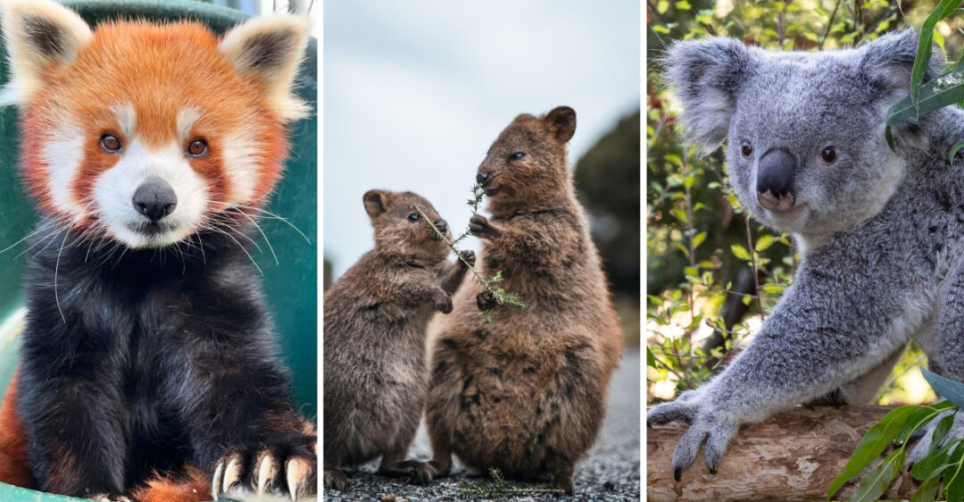 Surprisingly Friendly – 21 Wild Animals You Might Actually Want to Meet