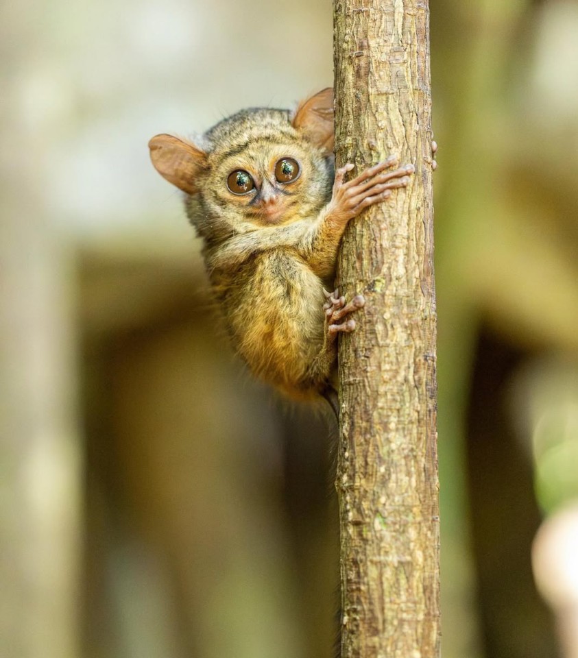 The 12 Most Surprising Animals with Extraordinary Night Vision