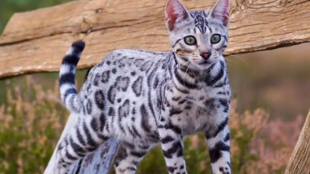 The 6 Meanest Cat Breeds Known for Being Challenging