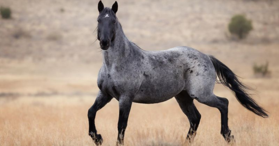 The Complete Horse Color Guide, From Rarest to Most Common