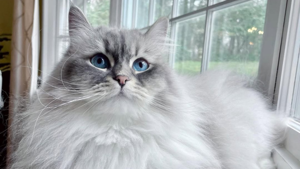 These are the 11 Strongest Cat Breeds in the World