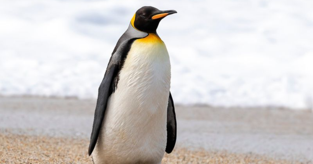 Top 10 Birds That Can’t Fly, Explained