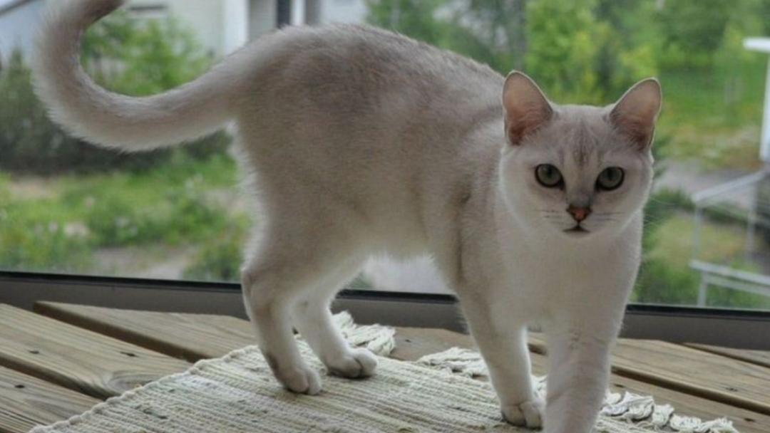 Top 16 Rarest Cats in the World