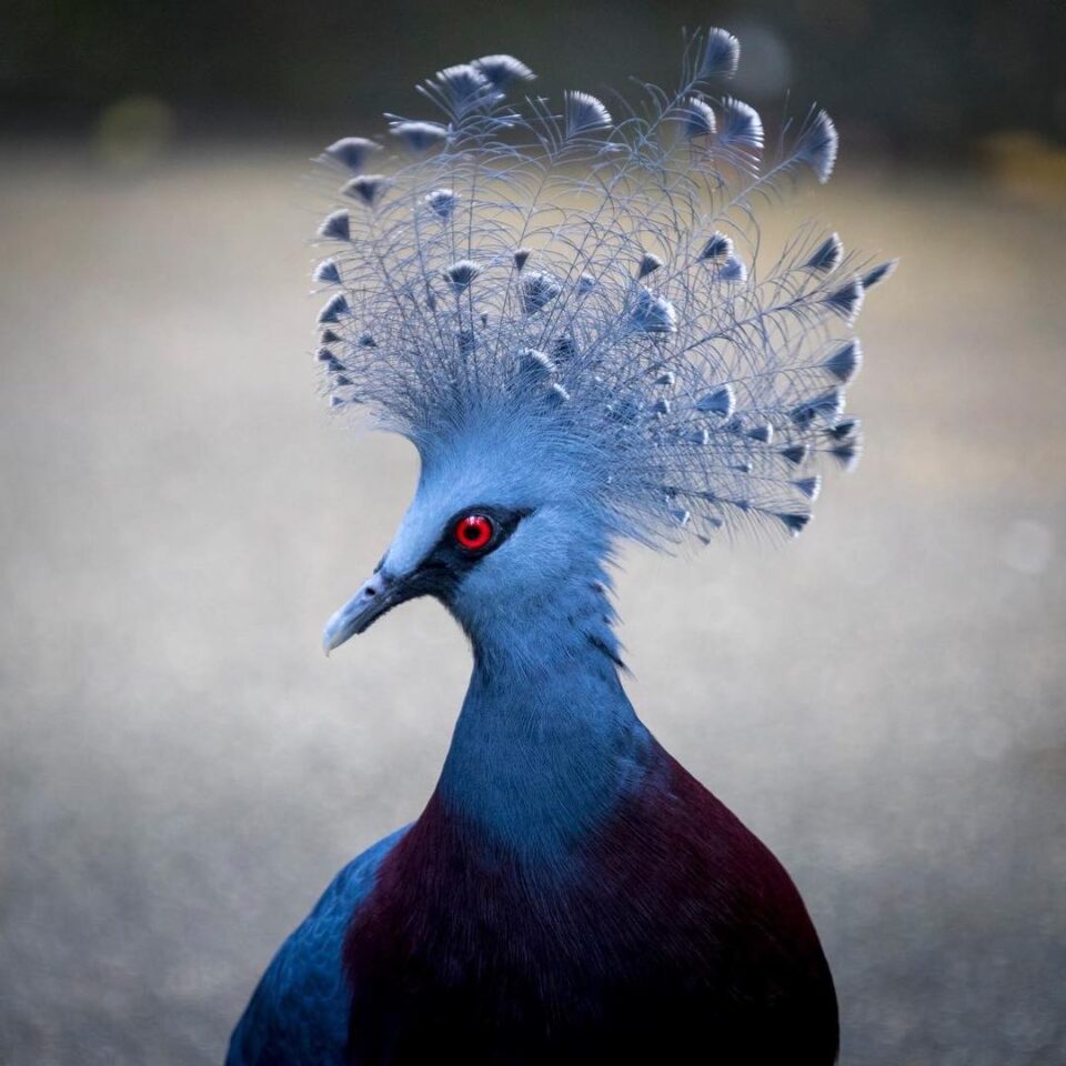 Meet the Birds With the Most Colorful Feathers You've Ever Seen