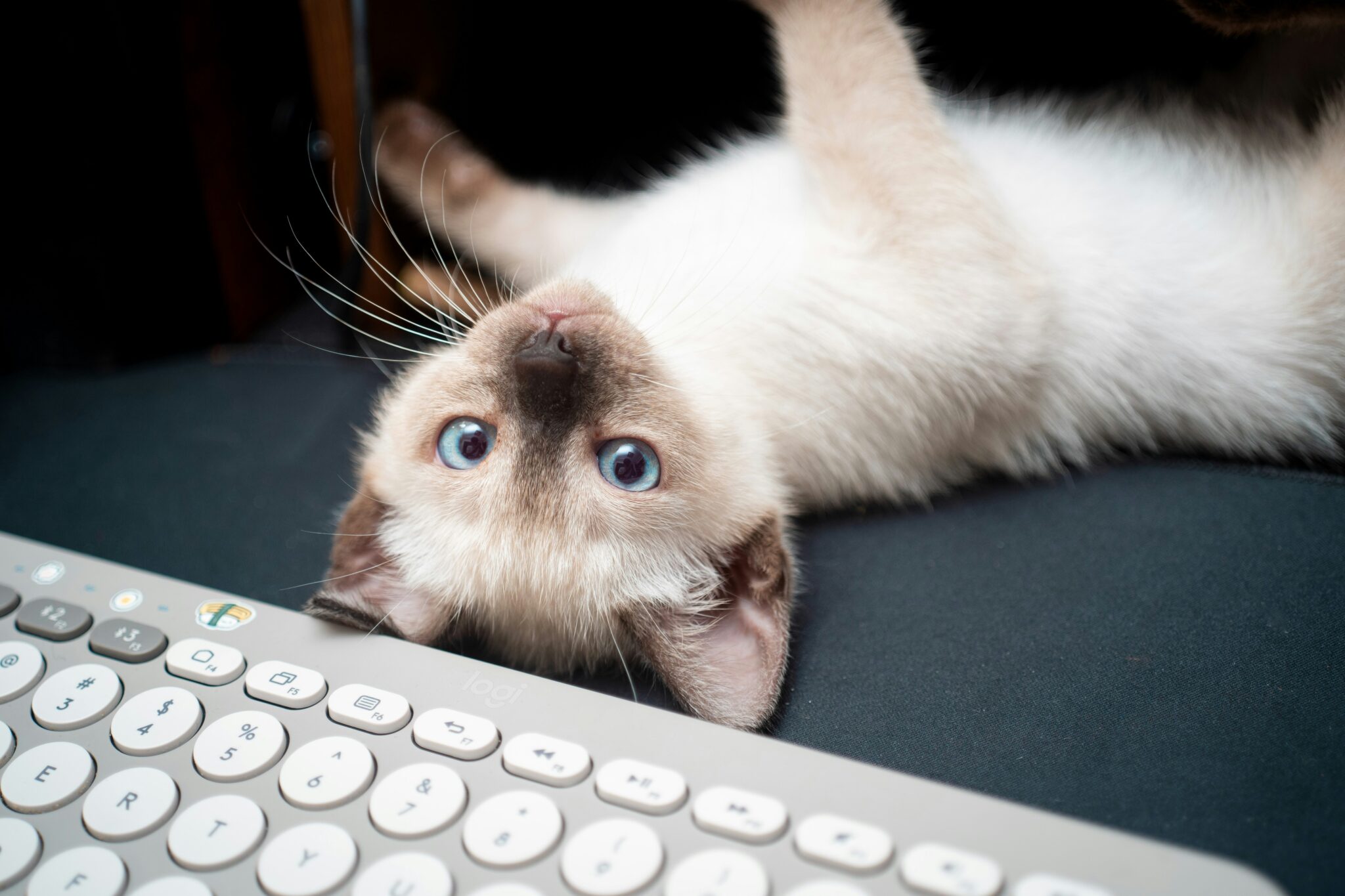 Weigh These 8 Pros and Cons Before Getting a Siamese Cat