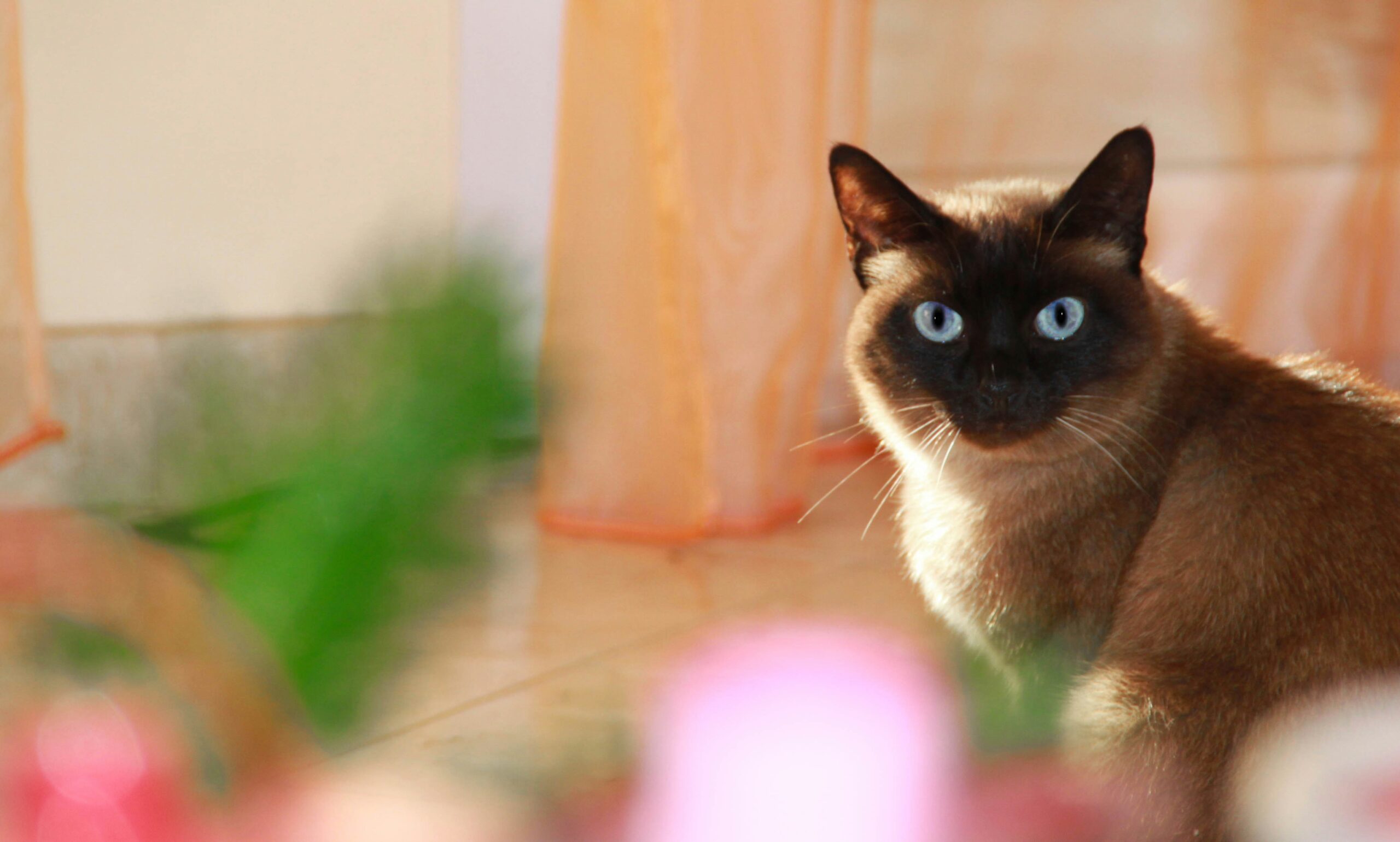 Weigh These 8 Pros and Cons Before Getting a Siamese Cat