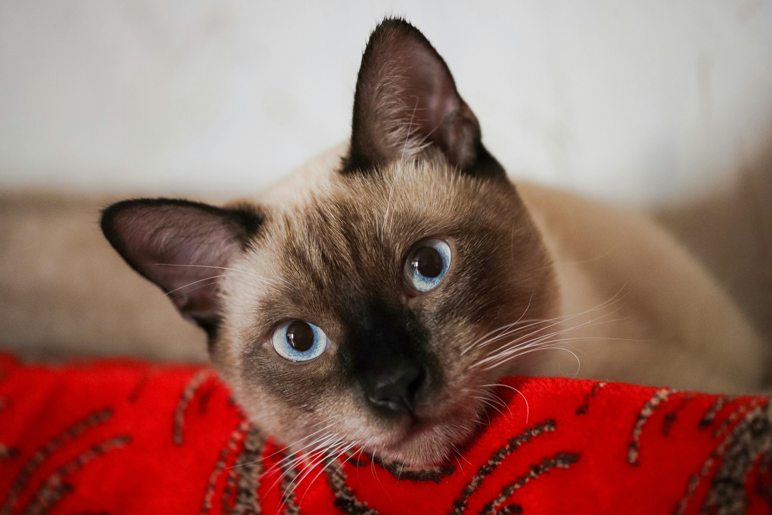Weigh These 8 Pros and Cons Before Getting a Siamese Cat
