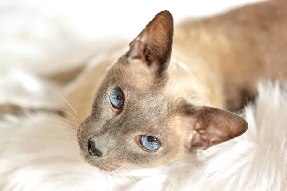 13 Beautiful Snowshoe Cat Colors