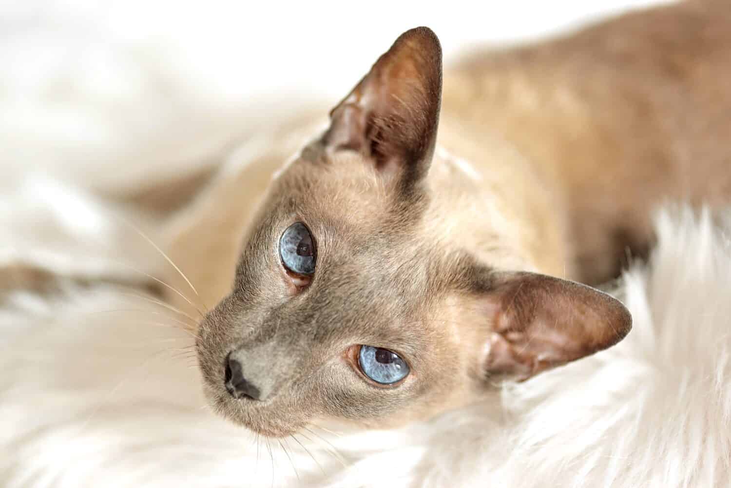 13 Beautiful Snowshoe Cat Colors