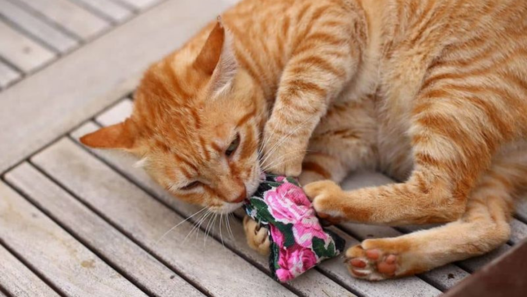 10 Do’s & 4 Don’ts of Catnip Every Cat Parent Needs to Know