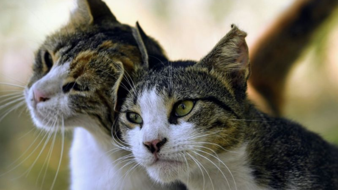 11 Subtle Differences Between Male And Female Cats You Should Know ...