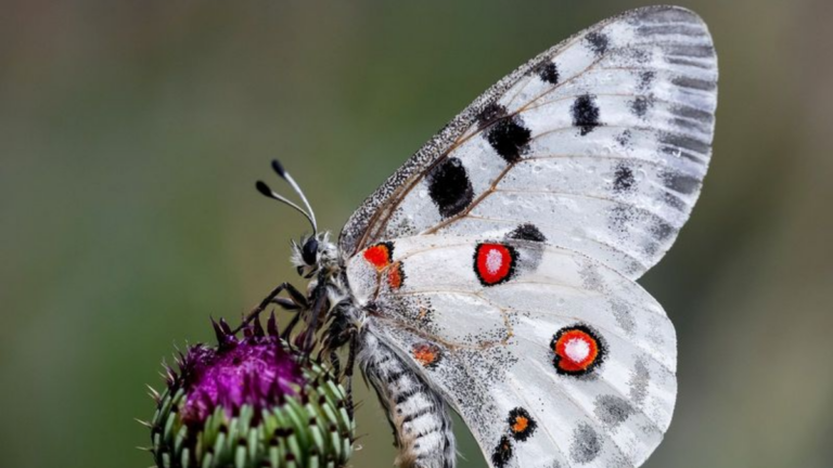 12 Extremely Rare Butterflies from Around the World That Redefine the ...