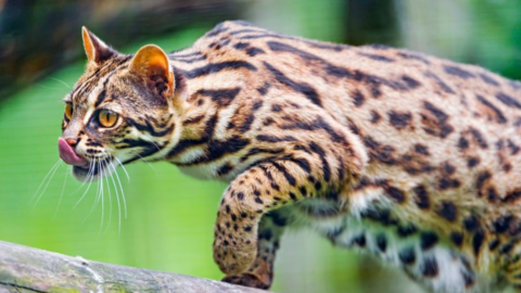 16 Fearless Cat Breeds That Show Incredible Courage in Defending Their ...