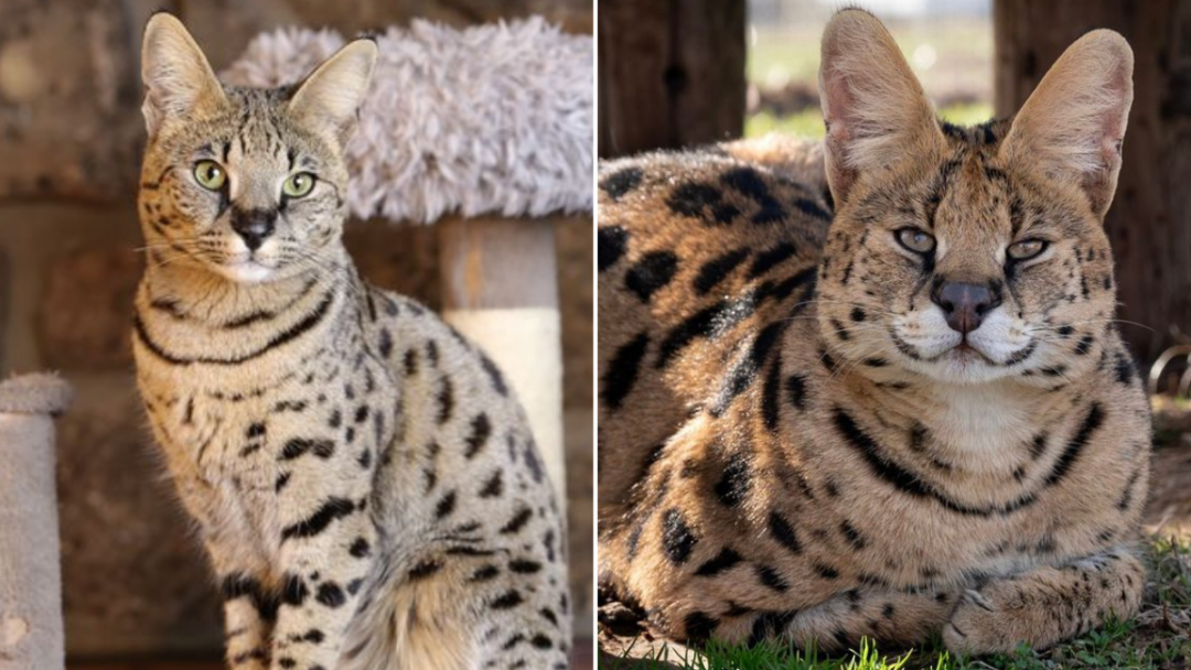 15 Major Differences Between Serval and Savannah Cats You Should Know About