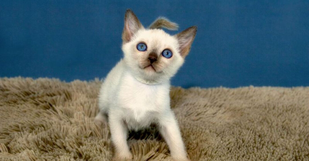 19 Cat Breeds That Stay Small and Snuggly—Forever!