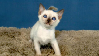 19 Cat Breeds That Stay Small and Snuggly—Forever!