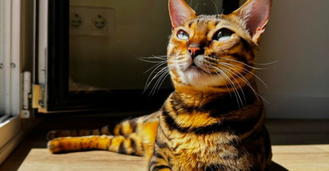 Cat Breeds - Cats Chef