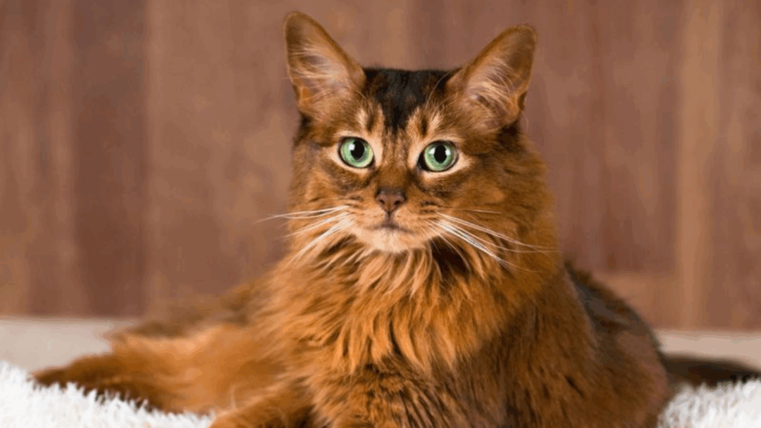 17 Cat Breeds Who Redefine Elegance with Their Smooth, Polished Look