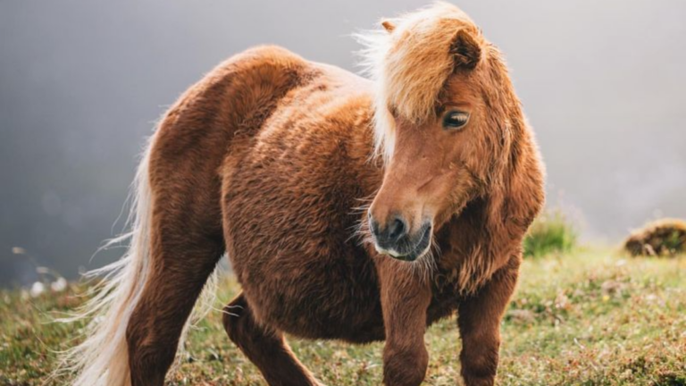 18 Smallest Horse Breeds That Show Prettiest Things Come In Tiniest ...