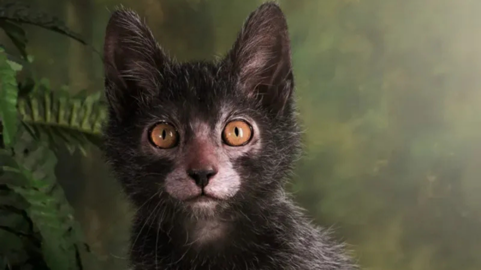 20 Rare Cat Breeds You’ve Probably Never Heard Of