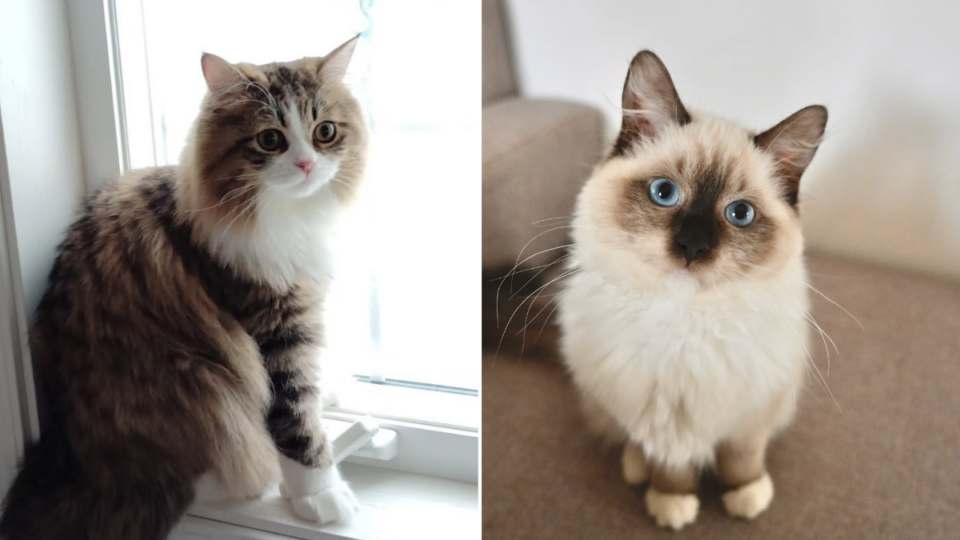 6 Key Differences Between RagaMuffin and Ragdoll - Cats Chef